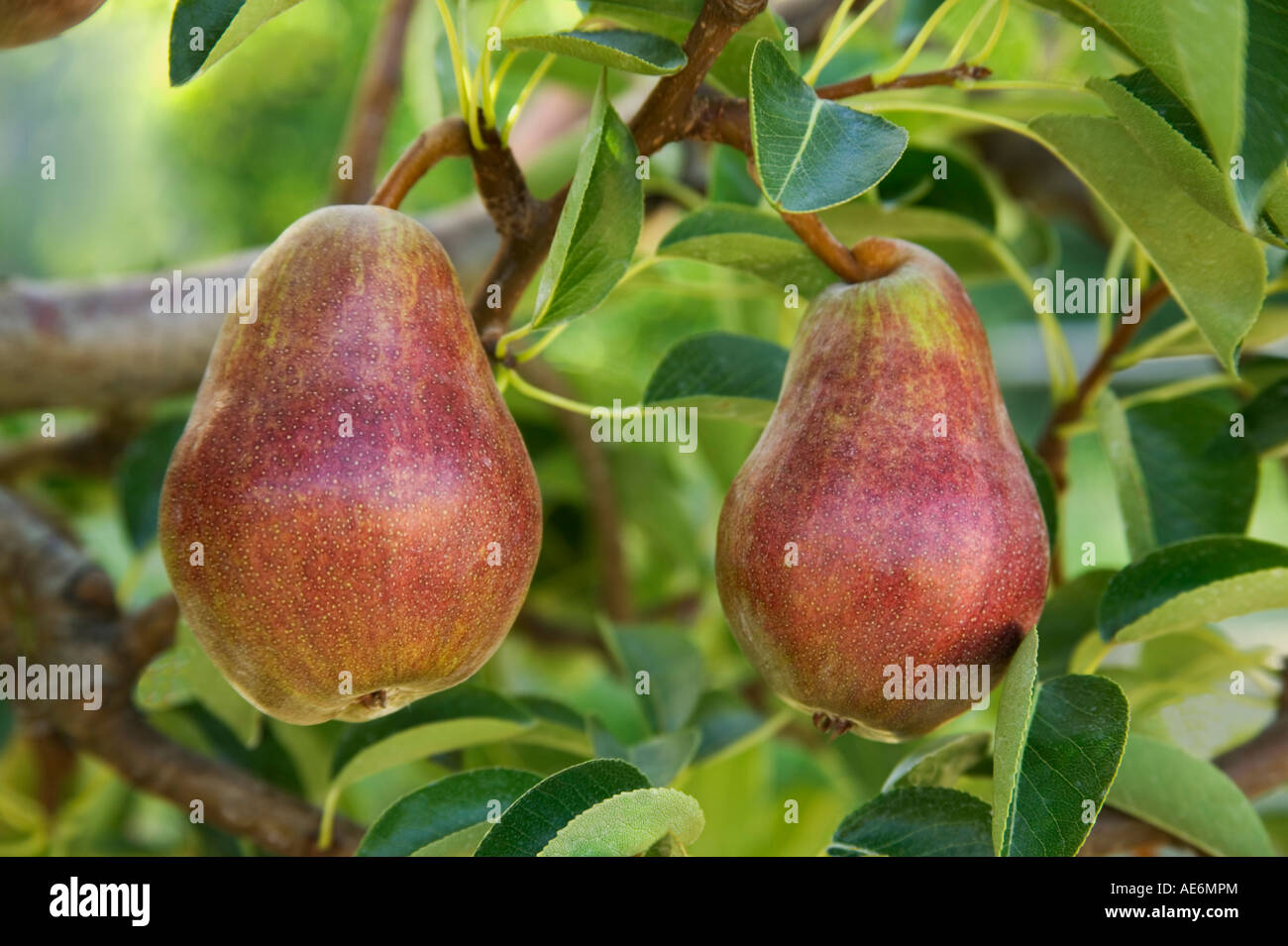 Pears 'Red Sensation' maturing on branch Stock Photo - Alamy