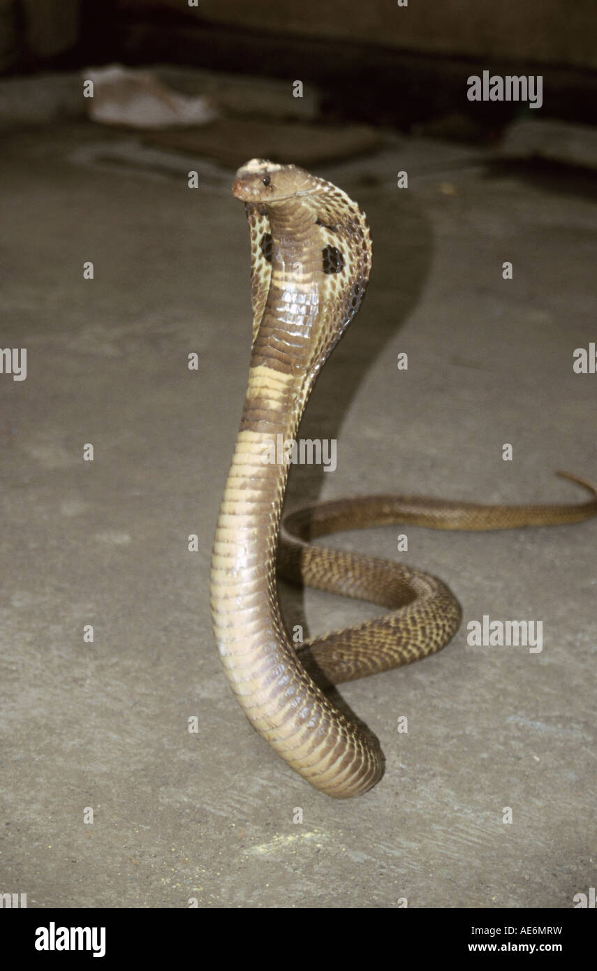 SPECTACLED COBRA. Naja naja. Venomous, common. Indian cobra seen in ... SPECTACLED COBRA. Naja naja. Venomous, common. Indian cobra seen in ...