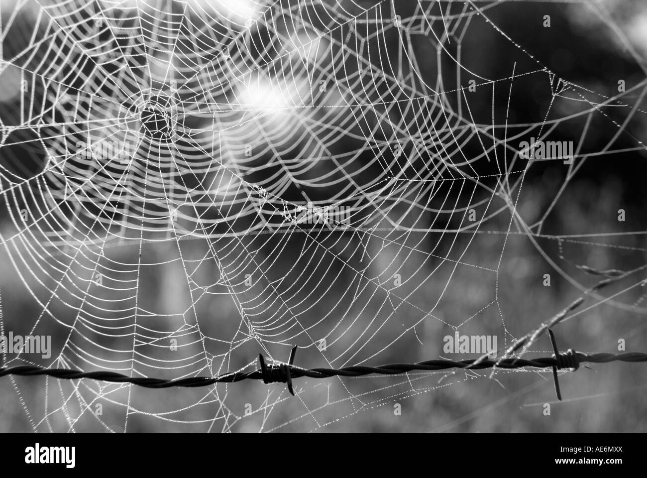 Image of Barbed Wire and Spiders Web Stock Photo - Alamy