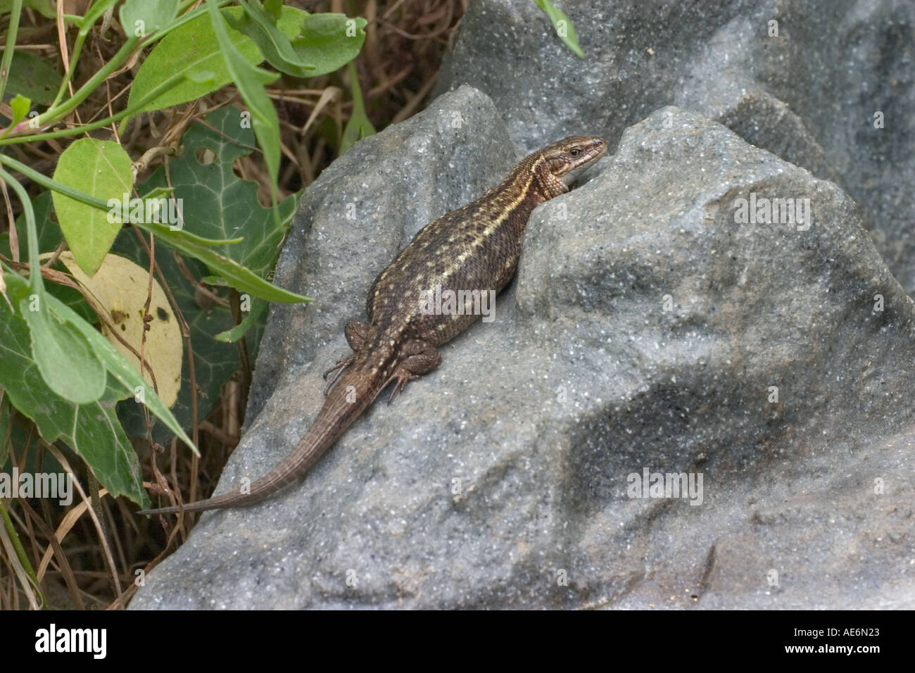Female garden lizard hi-res stock photography and images - Alamy