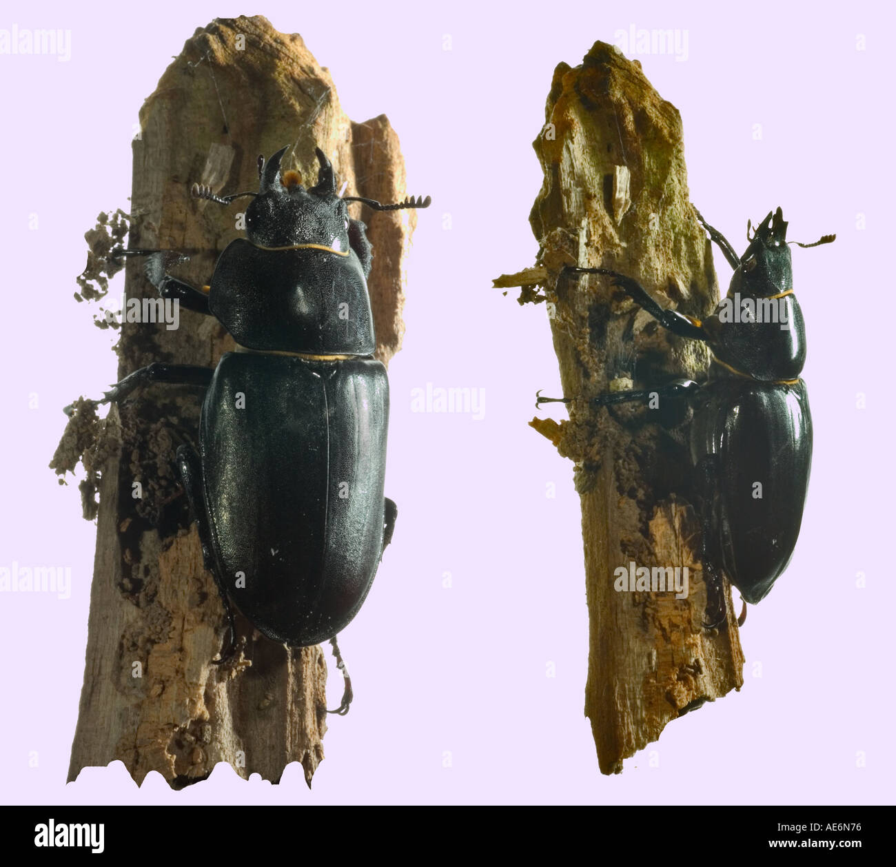 Lesser stag beetle back side views Surrey England June Stock Photo - Alamy