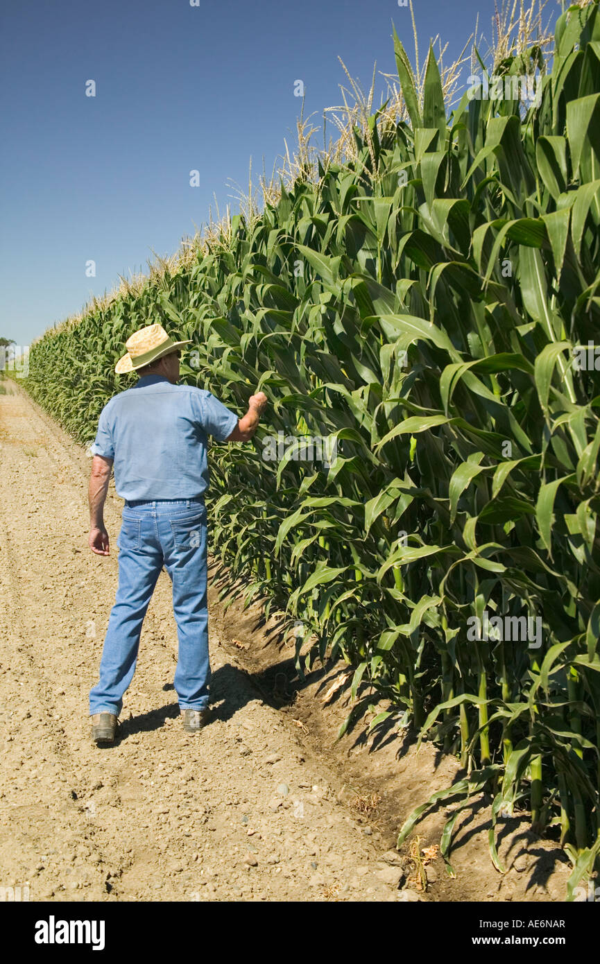Farmer inspecting corn crop Stock Photo - Alamy