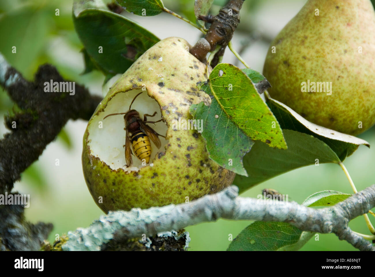Image of a Hornet Eating a Pear Stock Photo - Alamy