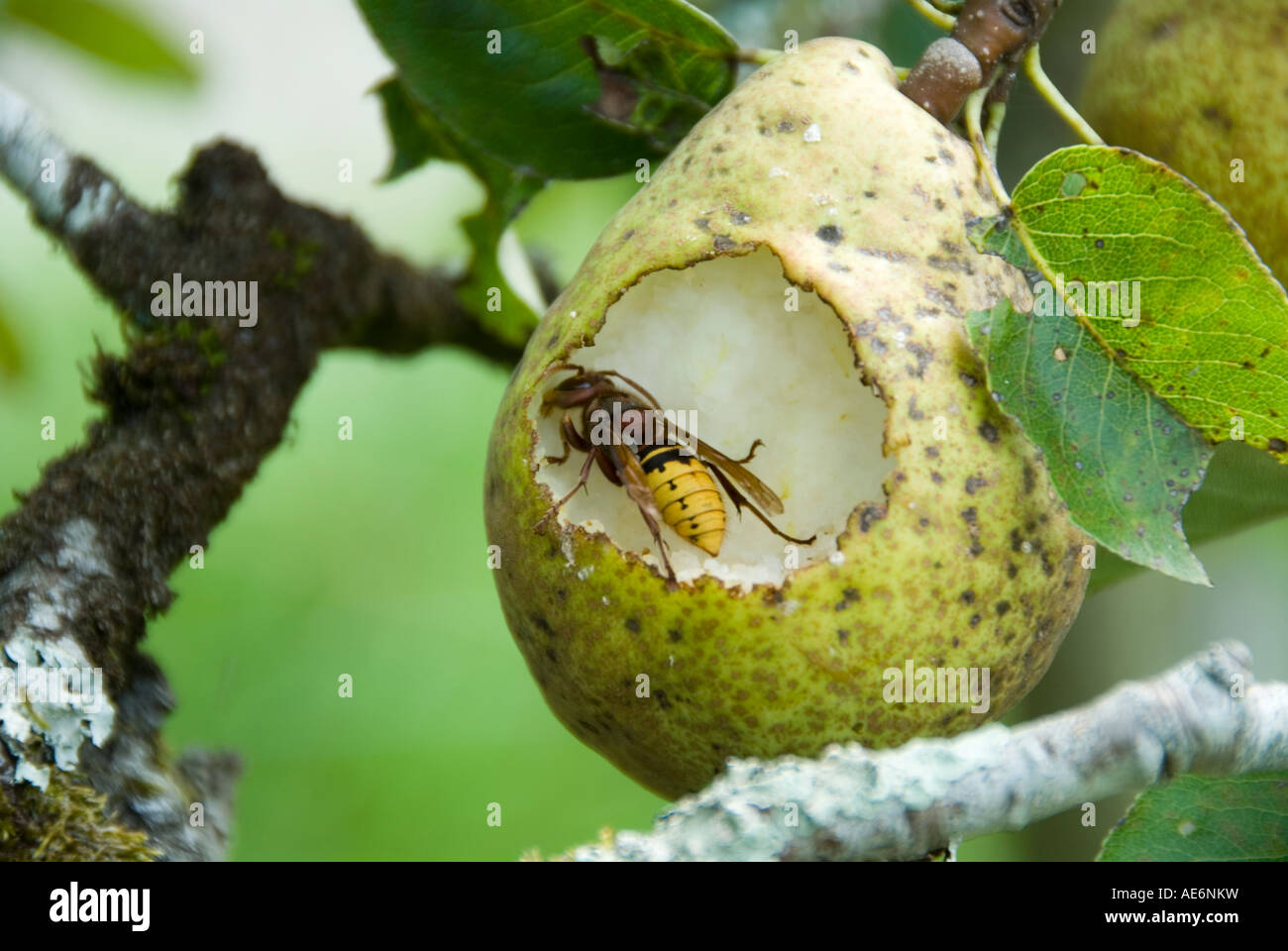 Image of a Hornet Eating a Pear Stock Photo - Alamy