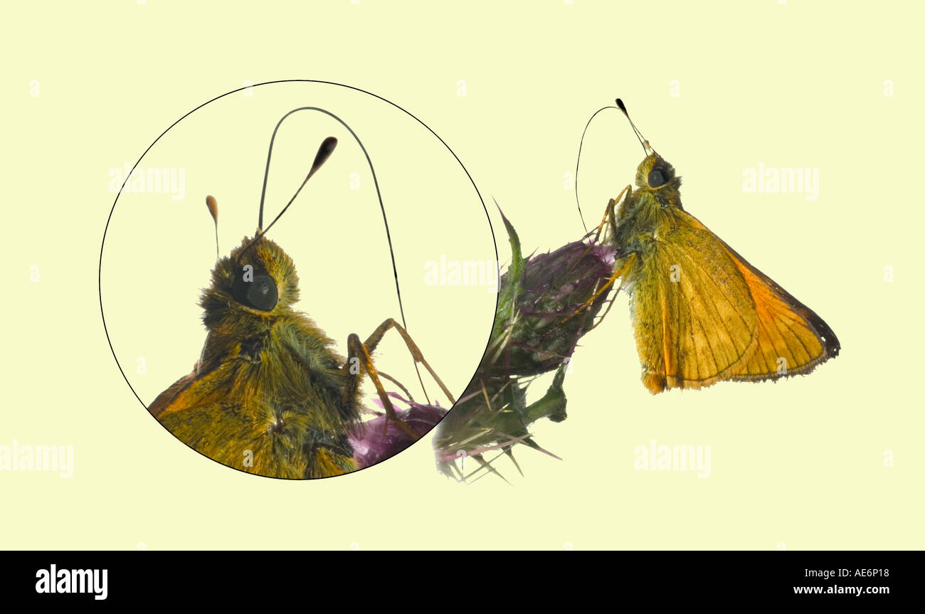 Small Skipper. Female showing drinking probobscis extracting nectar ...