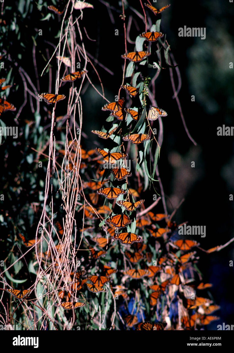 Monarch butterflies Danaus plexippus clustering on eucalyptus tree branches as they winter in a ...