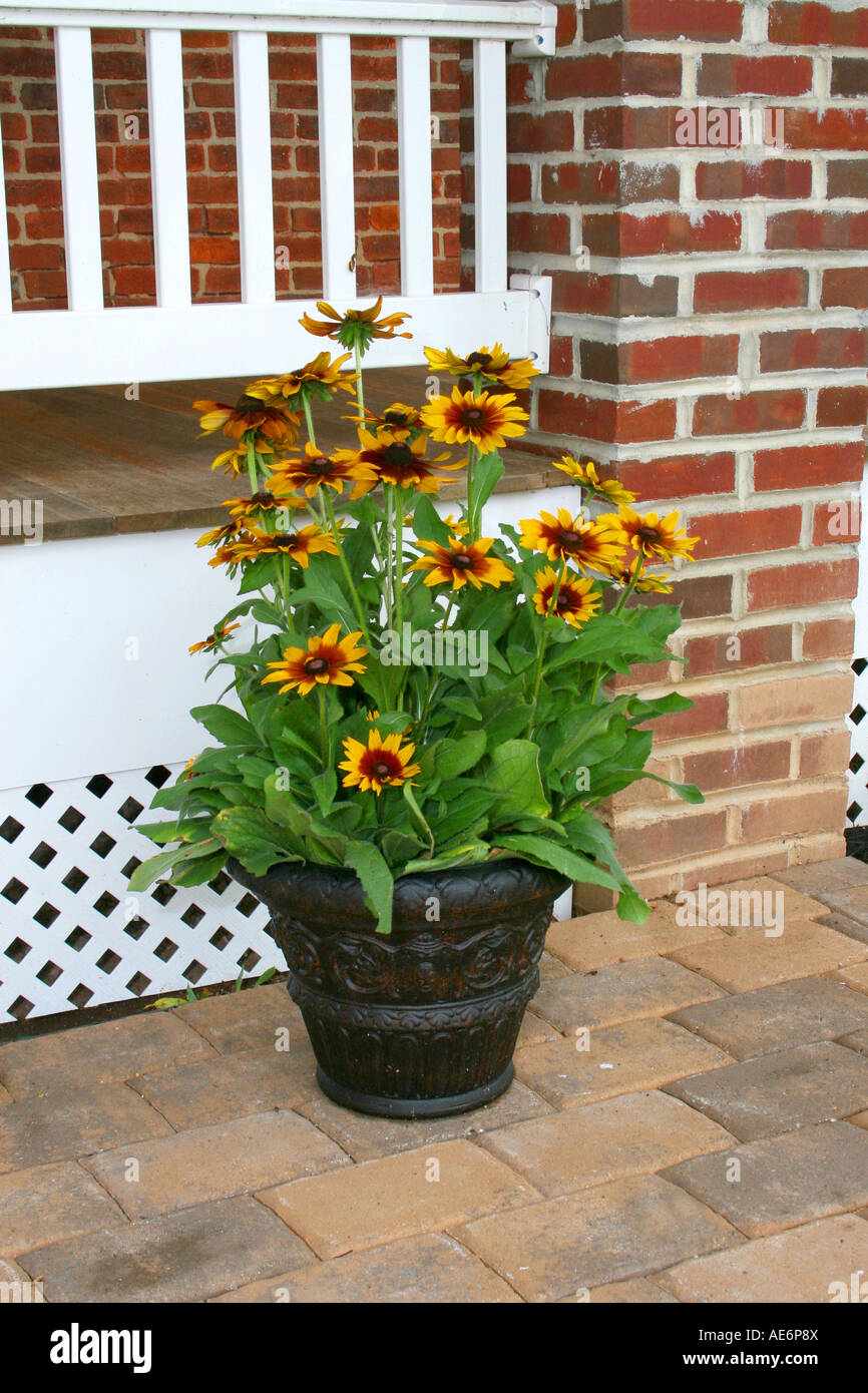 Brown Ceramic Flower Pot in Front of Brick Building with Multiple Sun ...