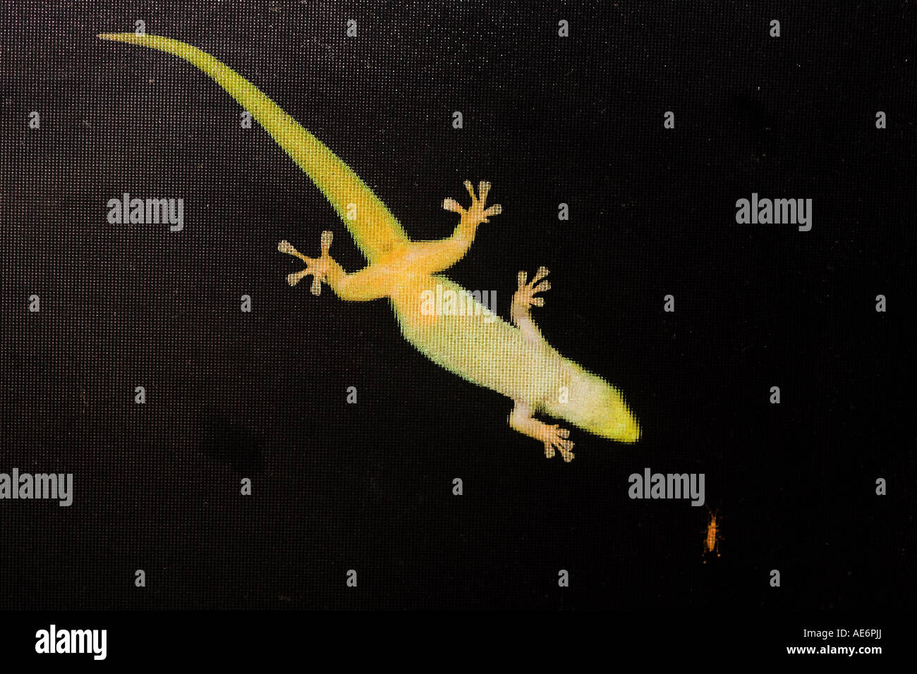 A species of gecko stalking prey, viewed through frosted glass window ...