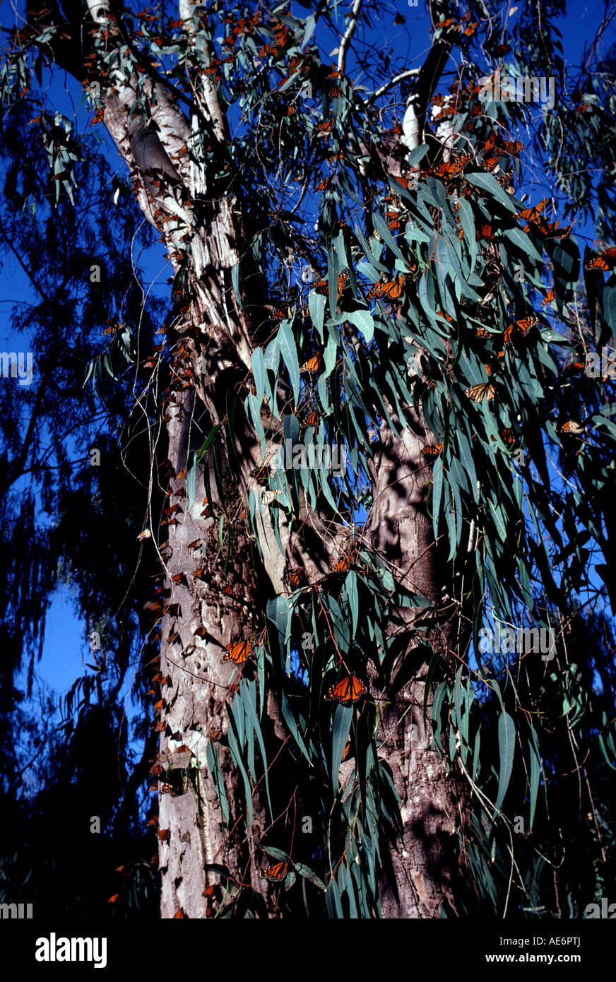 Monarch butterflies Danaus plexippus clustering on eucalyptus trees as they winter in a ...