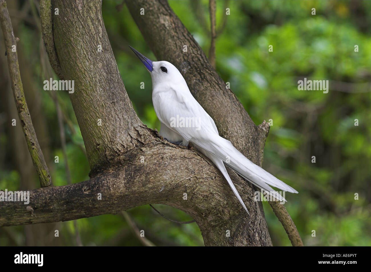 Fairy Tern (Gygis alba) on nest, July, Cousin Island, Seychelles Stock ...