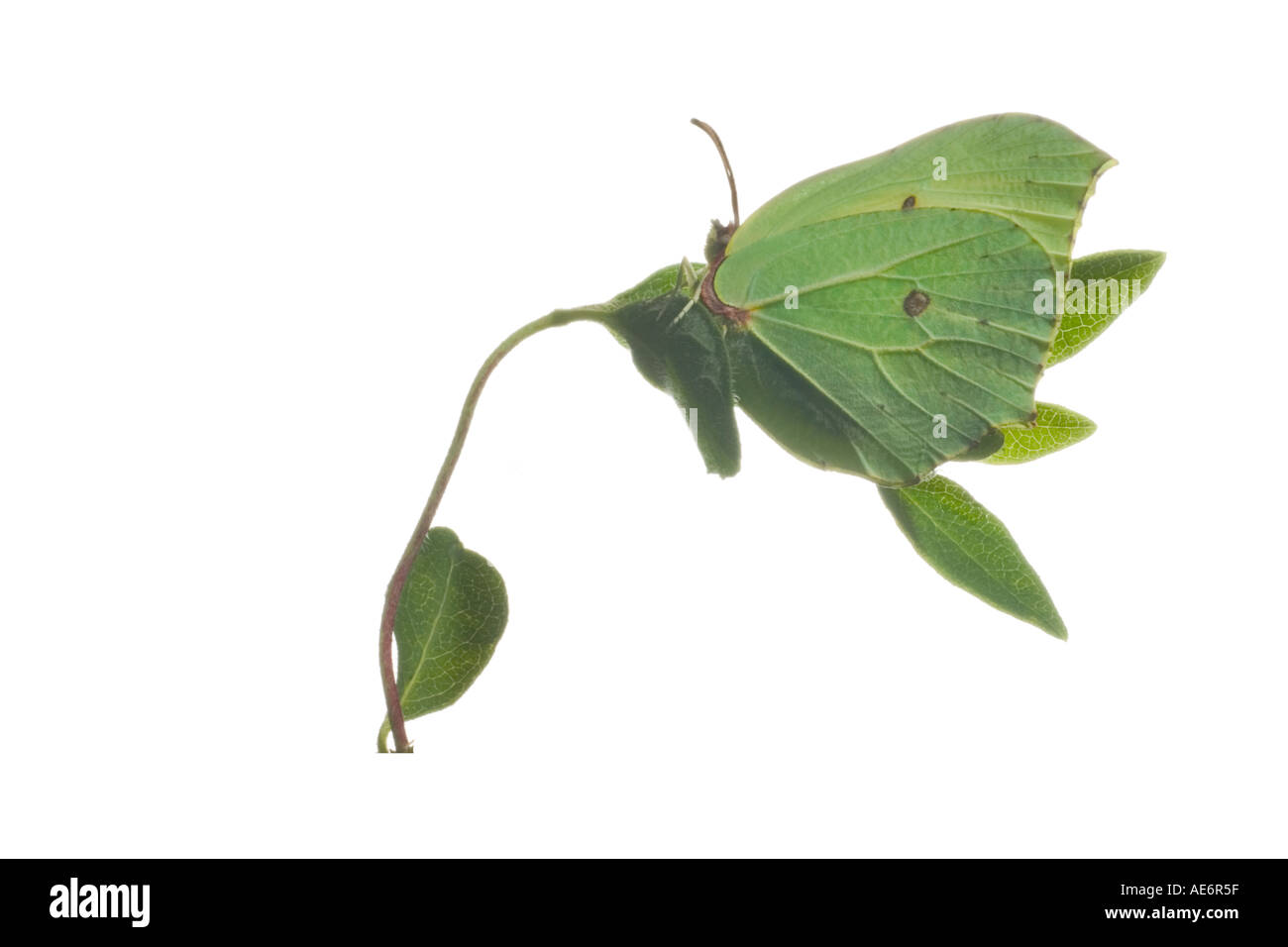 Female Brimstone showing leaf mimicry Surrey England July Stock Photo ...