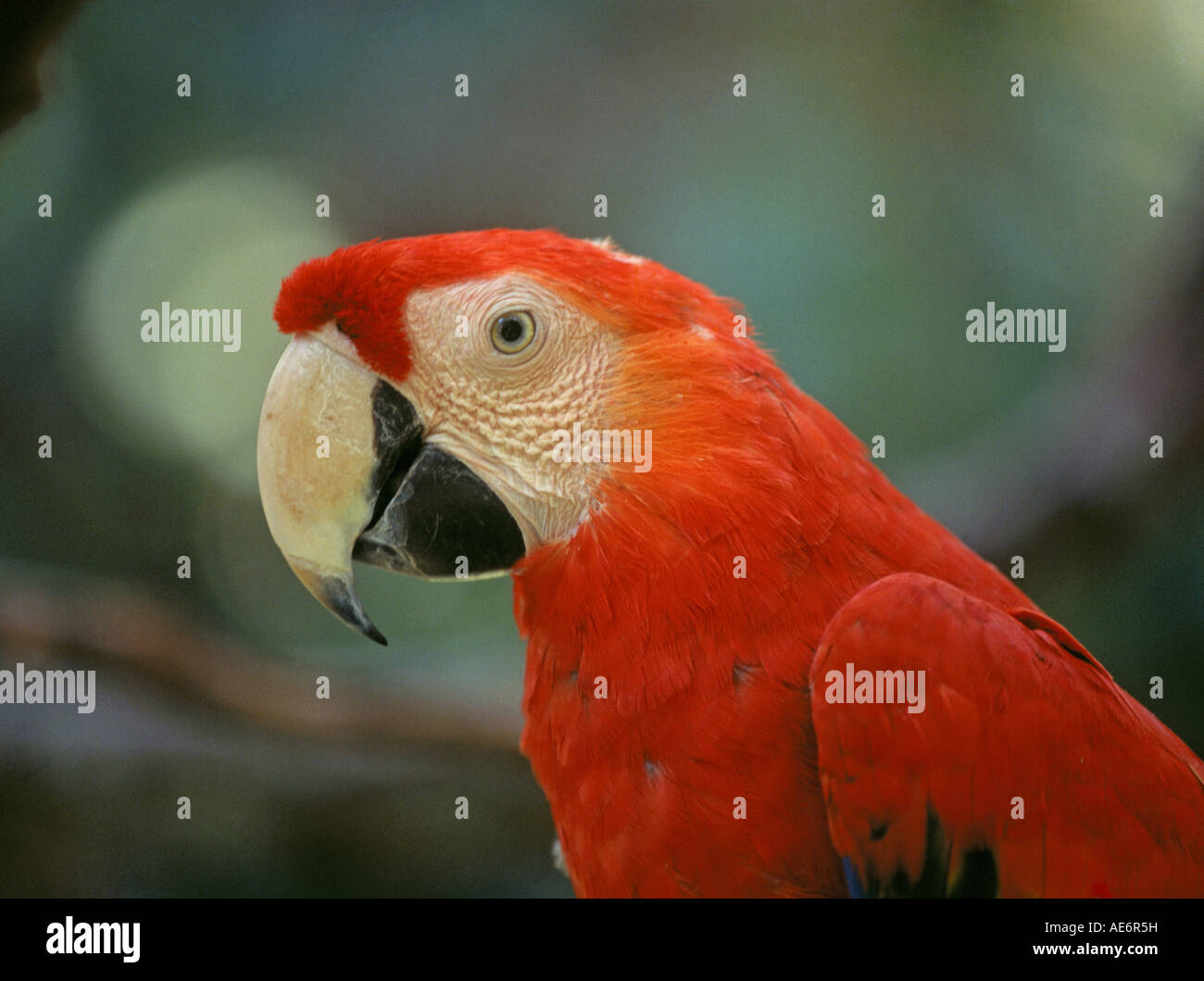 Portrait of a rare and endangered scarlet macaw in a rain forest canopy ...