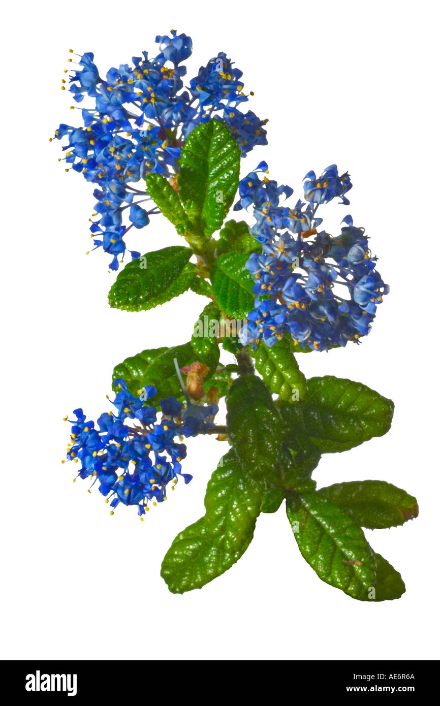 Ceanothus cut outs silo shrub hi-res stock photography and images - Alamy