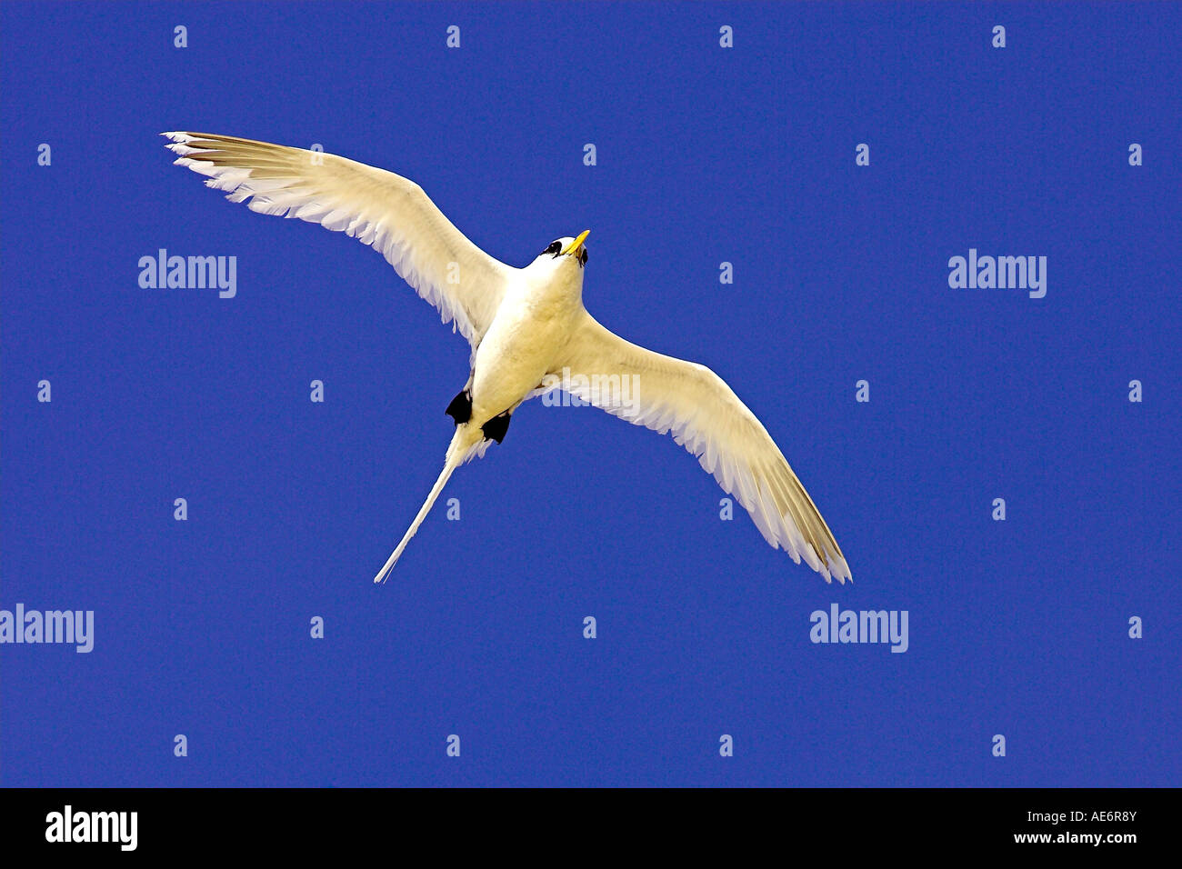 White tailed tropic bird phaethon lepturus hi-res stock photography and ...
