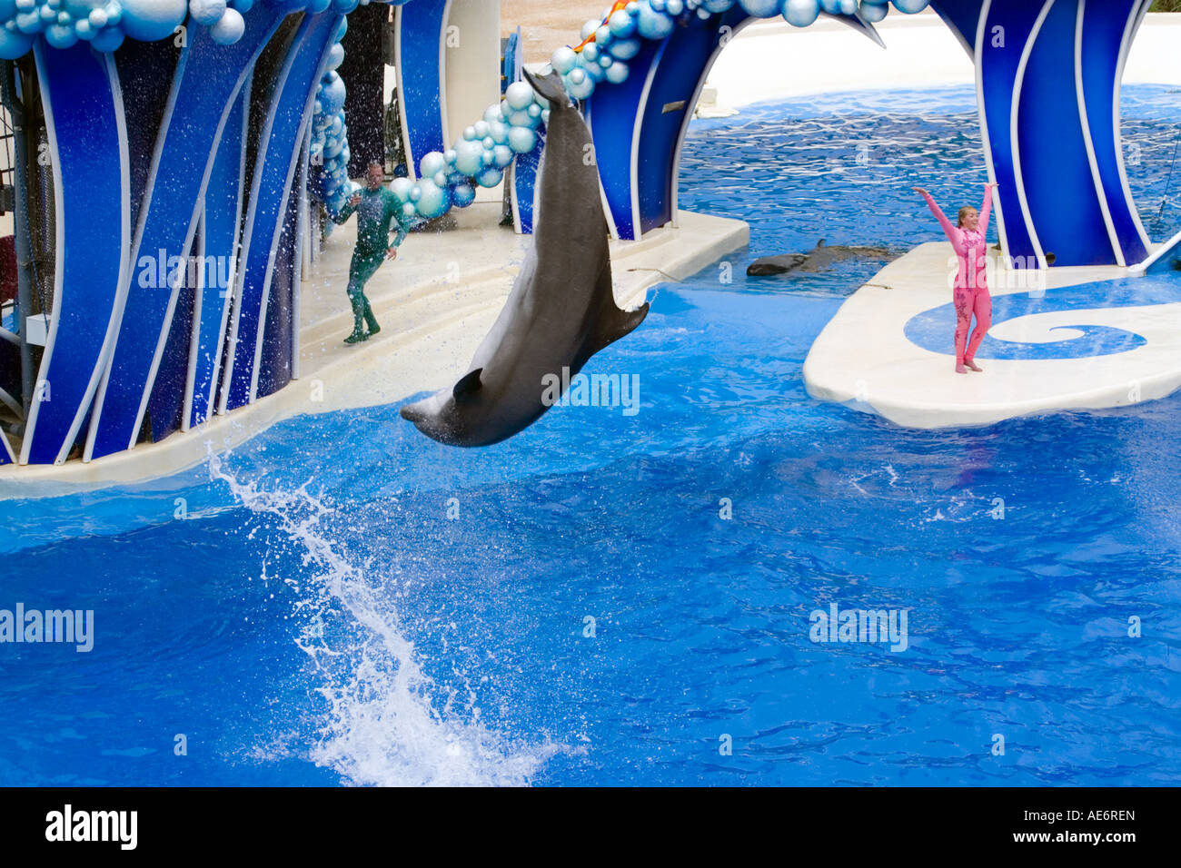 Bottle nose Dolphin Flipping During Show at Seaworld Theme Park in ...