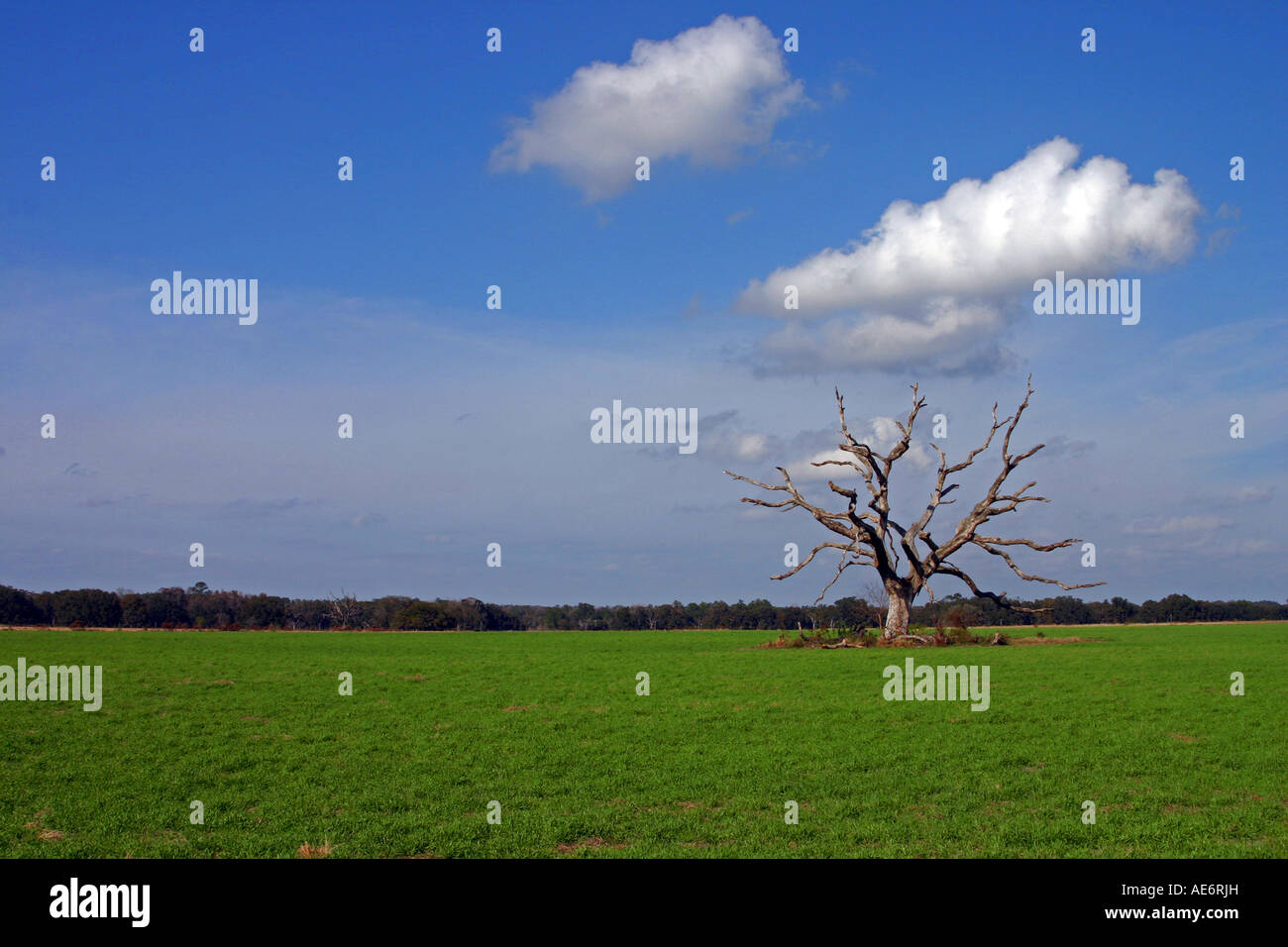 Lone Dead Tree in Open Green Field Stock Photo - Alamy