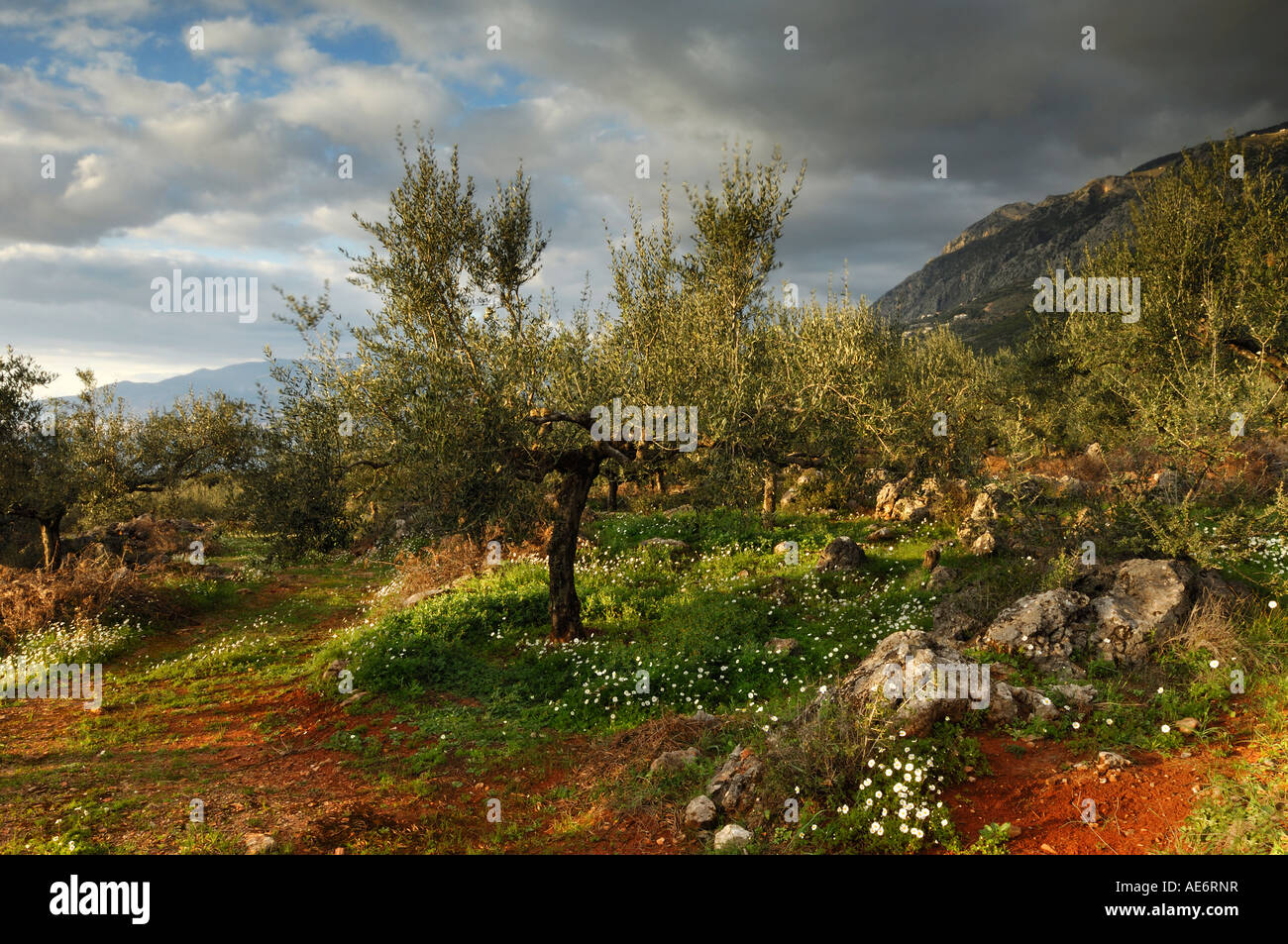 Mountainous Olive Tree's High Resolution Stock Photography and Images ...