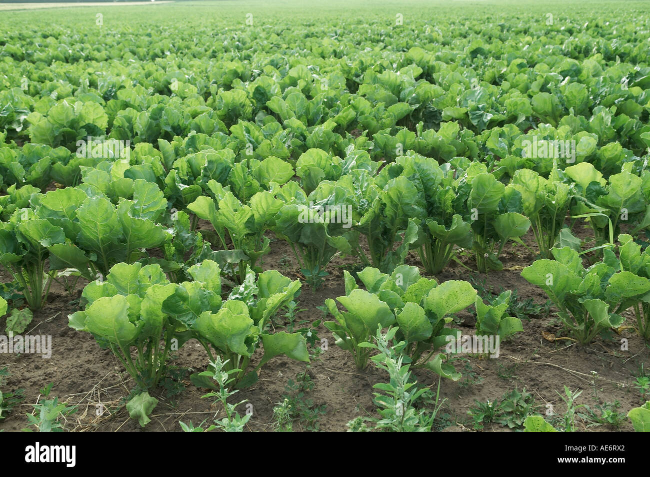 Sugar Beet crop Seedling Beta vulgaris L Stock Photo - Alamy