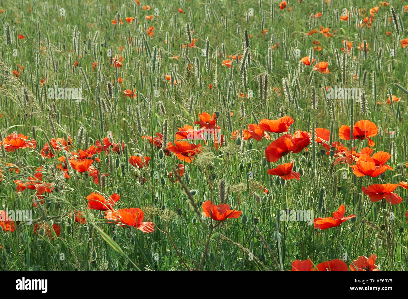poppy fields Field of flowering poppies,, land, farm, farmland, farm ...