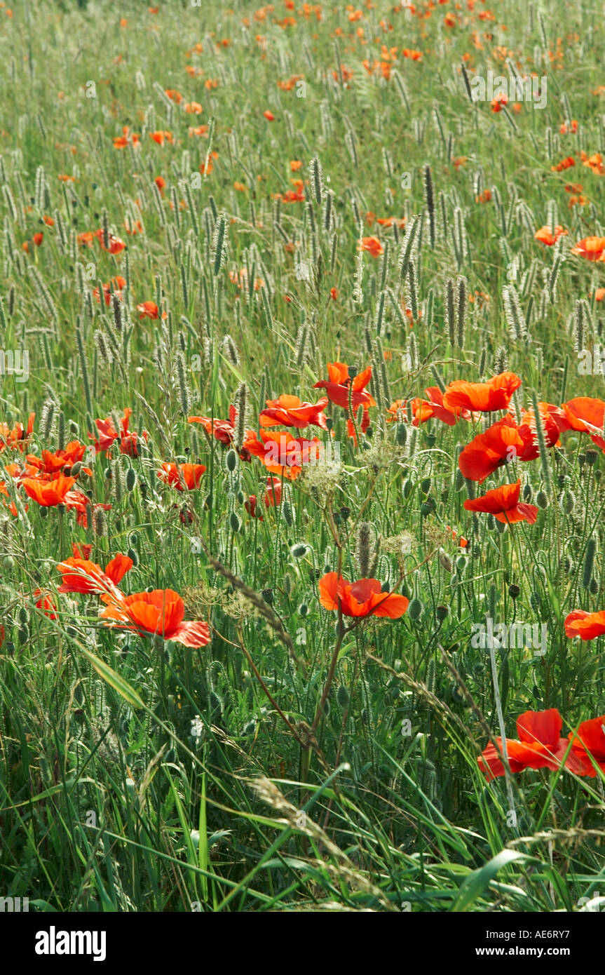 poppy fields Field of flowering poppies,, land, farm, farmland, farm ...