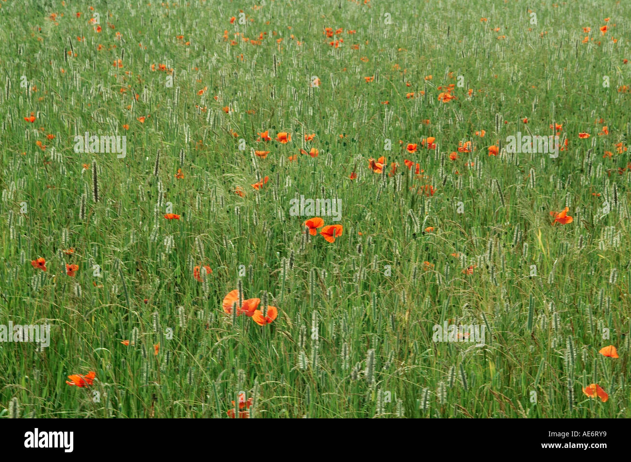 poppy fields Field of flowering poppies,, land, farm, farmland, farm ...