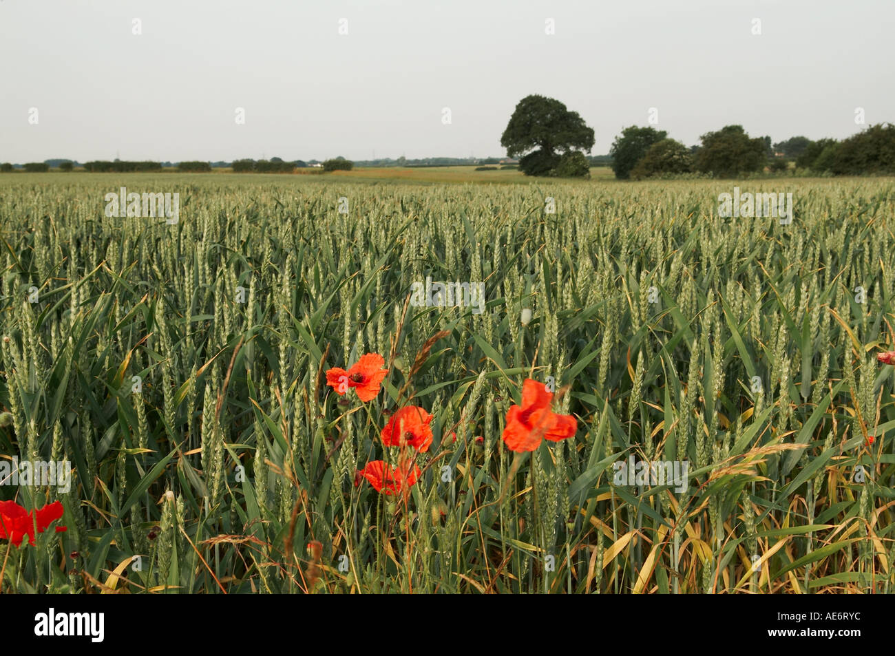 poppy fields Field of flowering poppies,, land, farm, farmland, farm ...