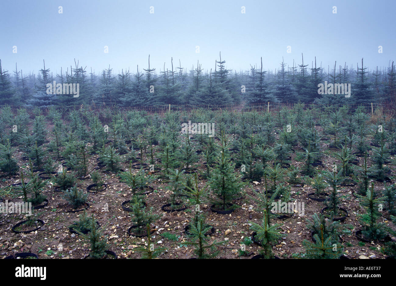 christmas tree farm Stock Photo - Alamy