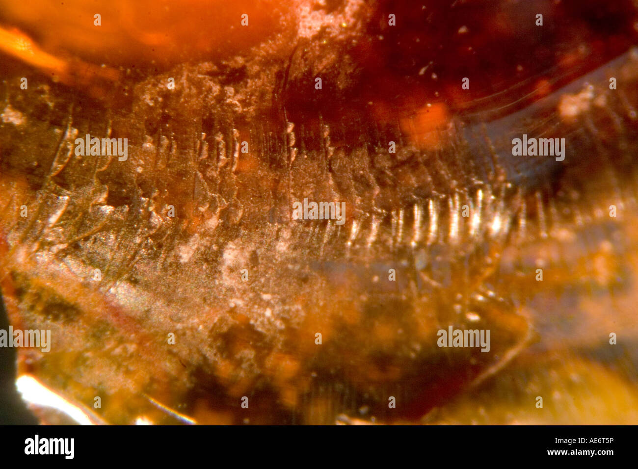 Conchoidal Fracture High Resolution Stock Photography and Images - Alamy