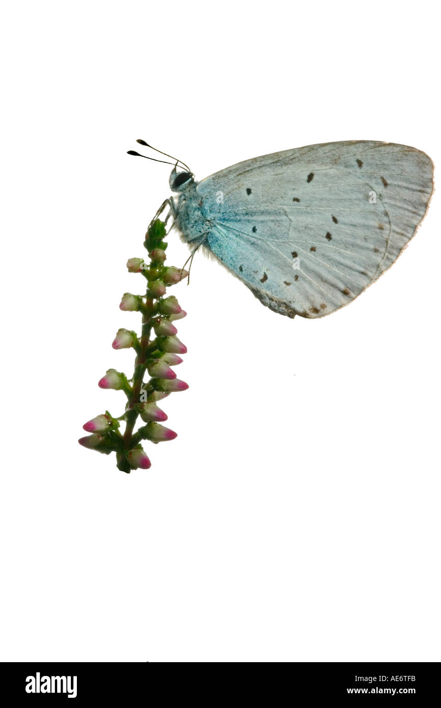 Holly Blue Butterfly Wings Closed High Resolution Stock Photography and ...