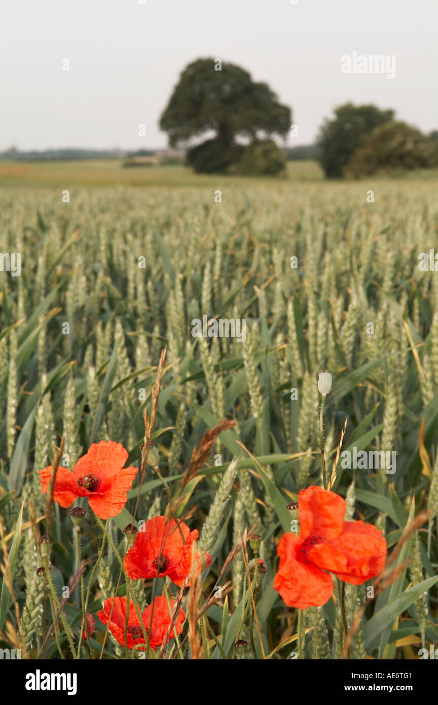 poppy fields Field of flowering poppies, land, farm, farmland, farm ...