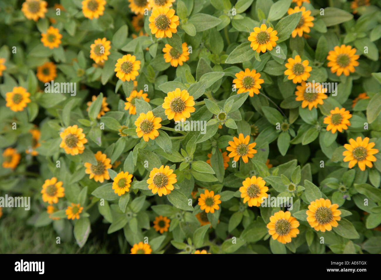 Sanvitalia Creeping Zinnia mat forming annual Stock Photo - Alamy