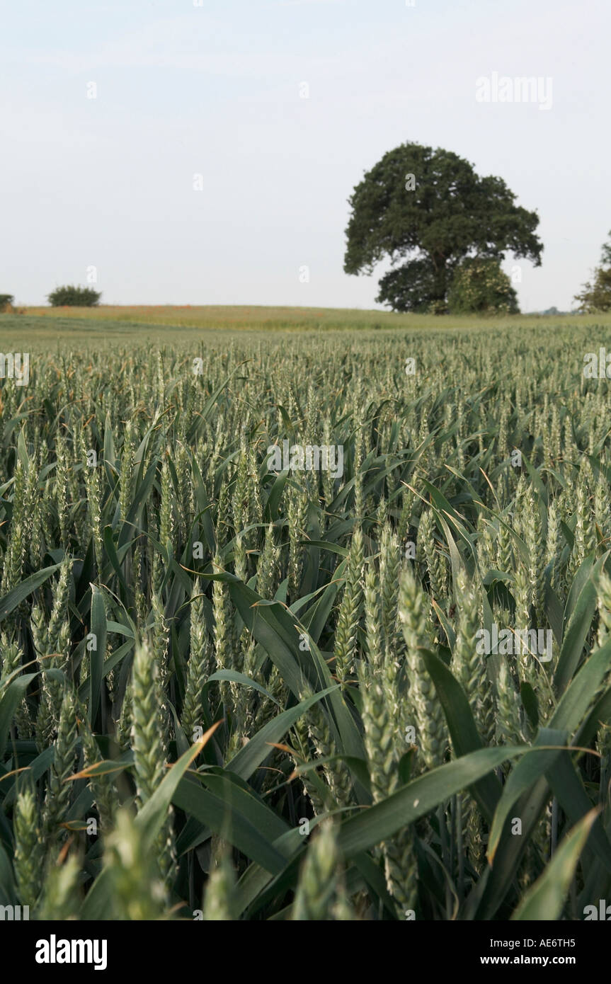 Green crop crops cash crop crops farming hi-res stock photography and ...