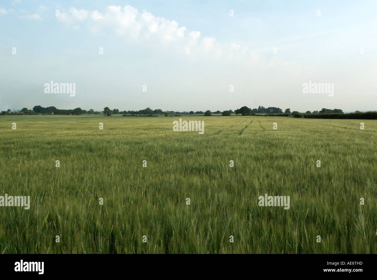 View of cereal crop Barley crop Arable uk agricultural crop agriculture ...
