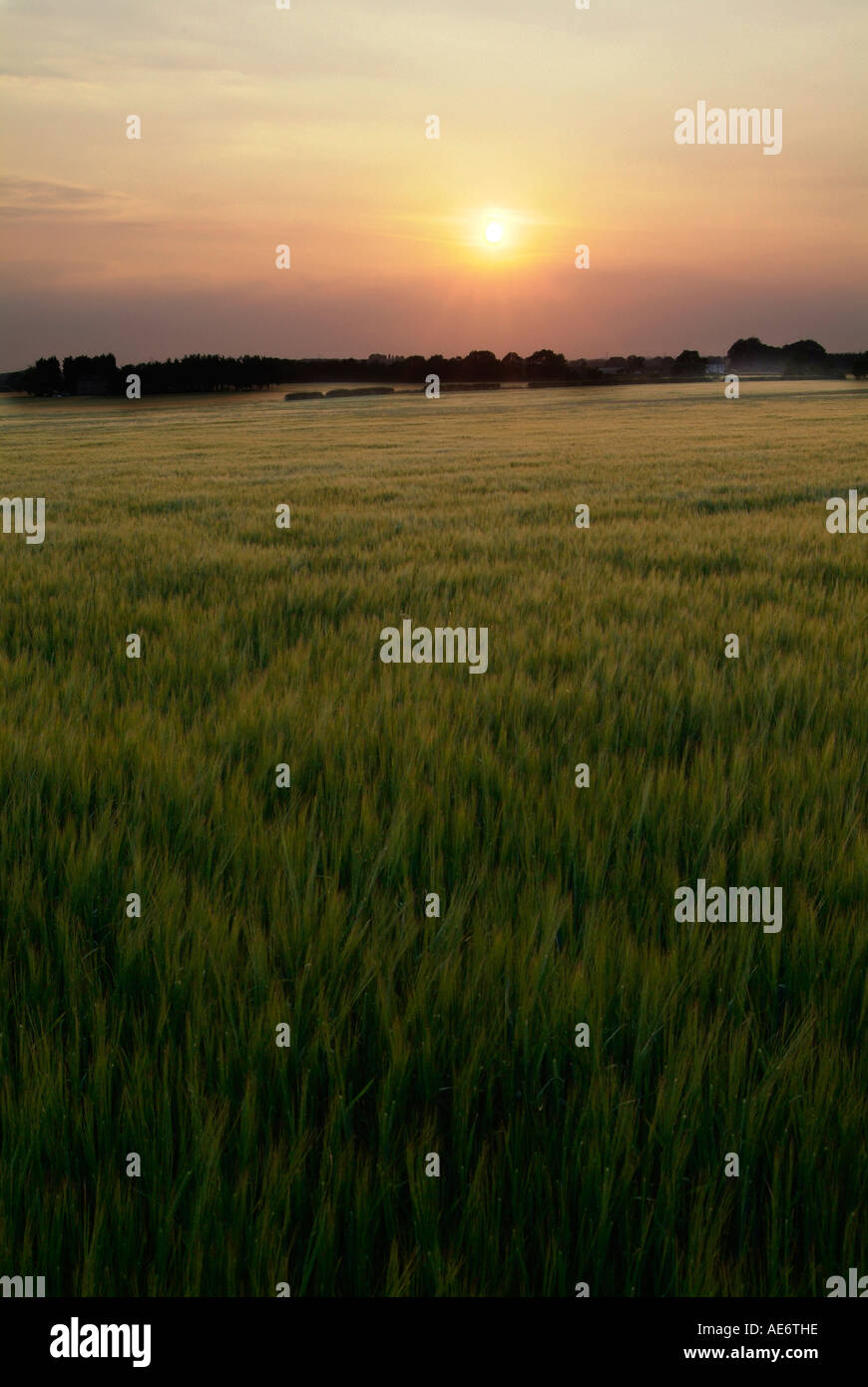 Advanced biofuel farming hi-res stock photography and images - Alamy