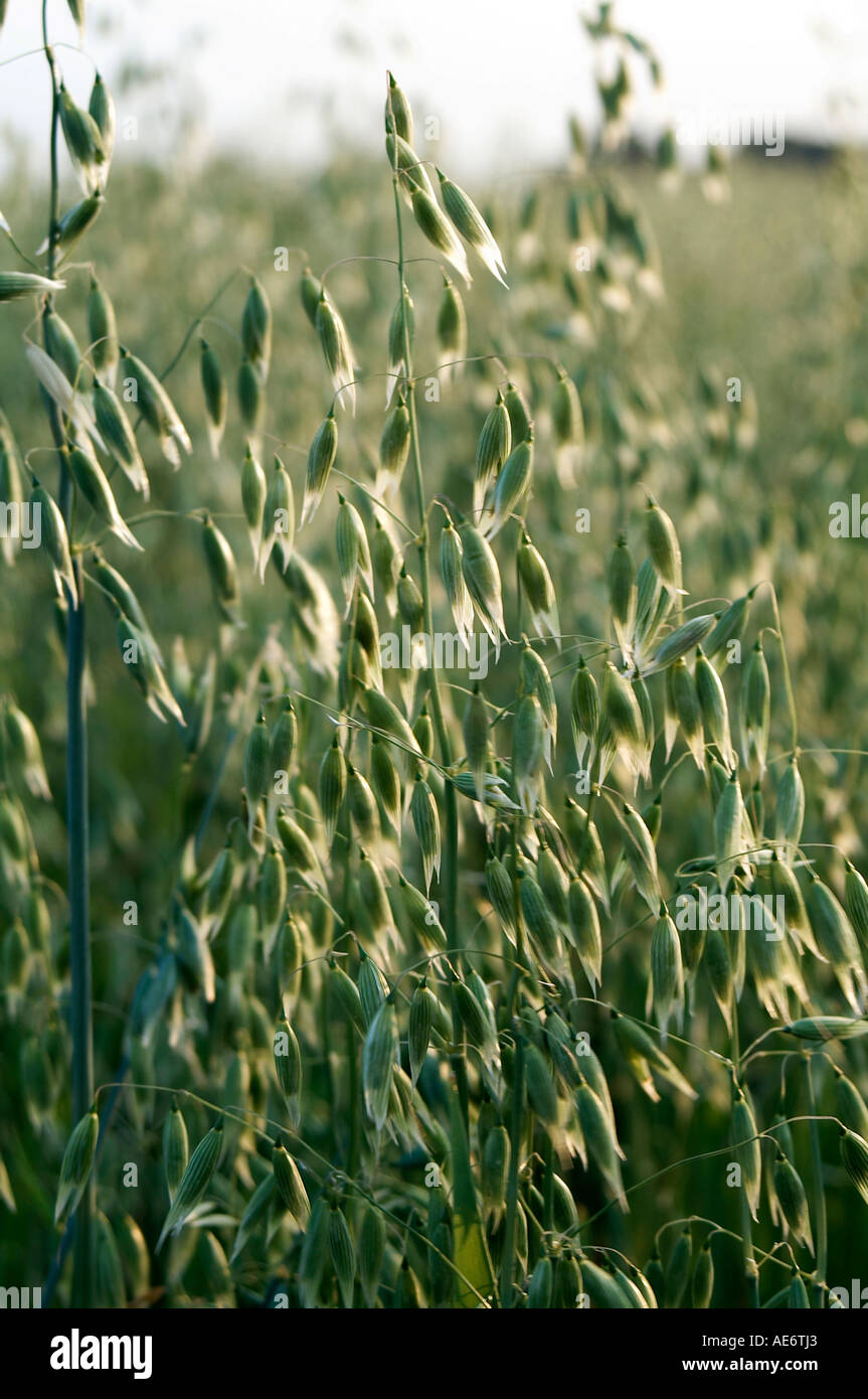oats crop Arable uk green Stock Photo - Alamy