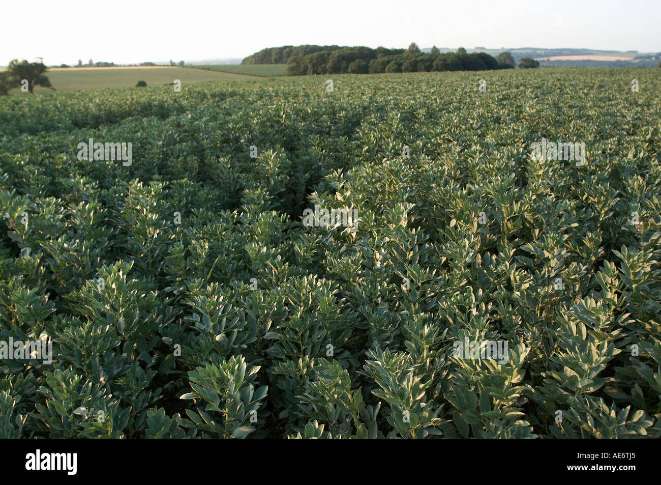 young pea plants .combine peas or vining peas vegetable crop arable ...