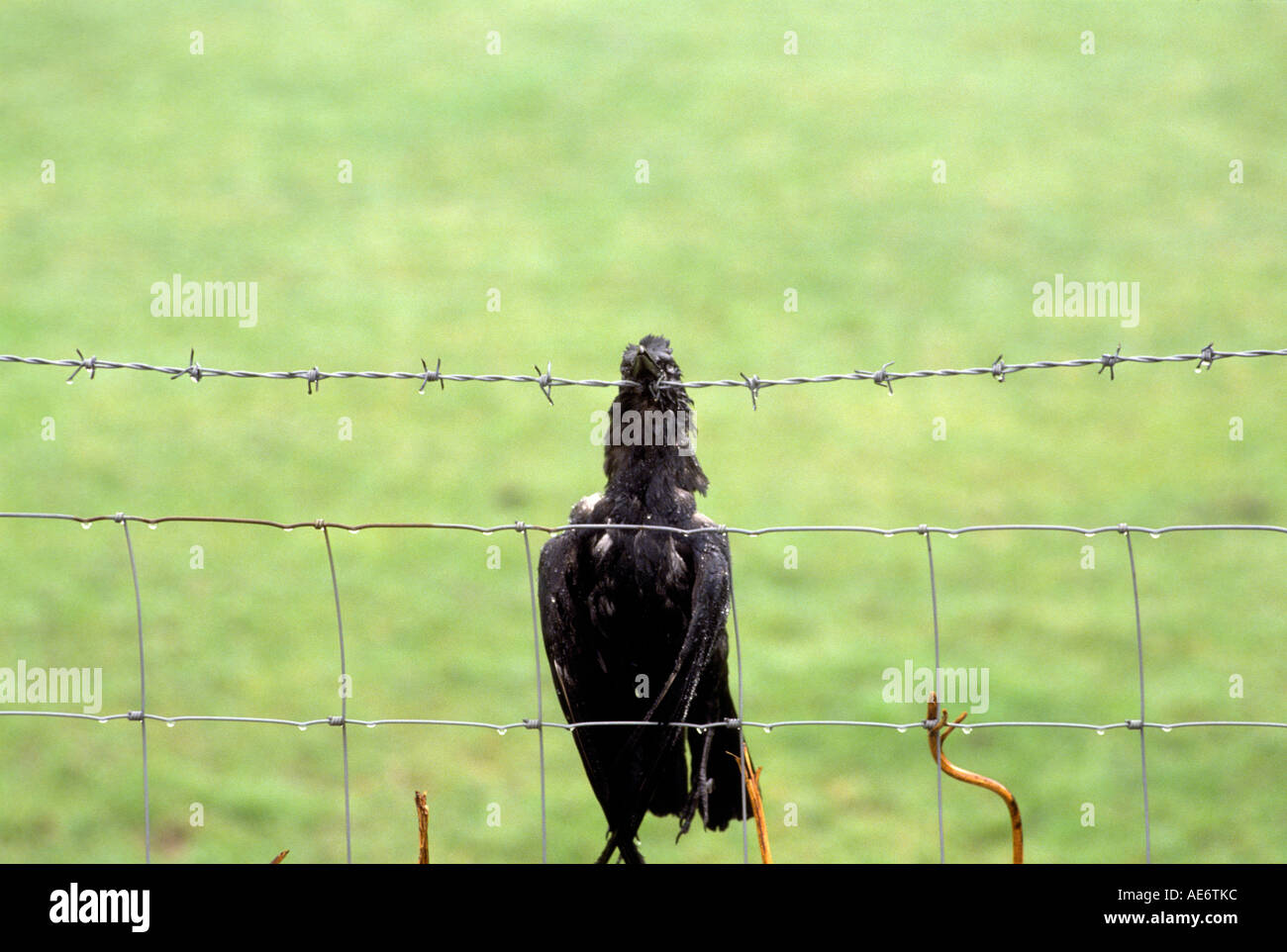 Dead crow wire hi-res stock photography and images - Alamy
