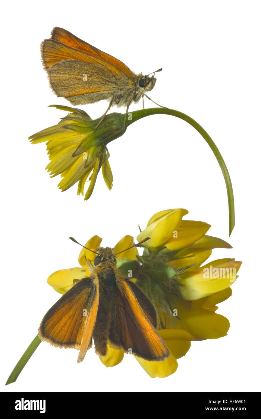 Small Skipper butterfly. Female resting wings closed upper Male wings ...