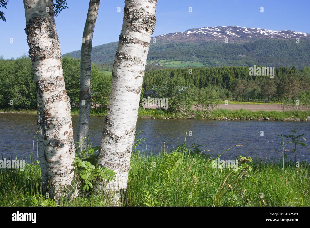 Norwegian landscape with birch tree trunks Stock Photo - Alamy