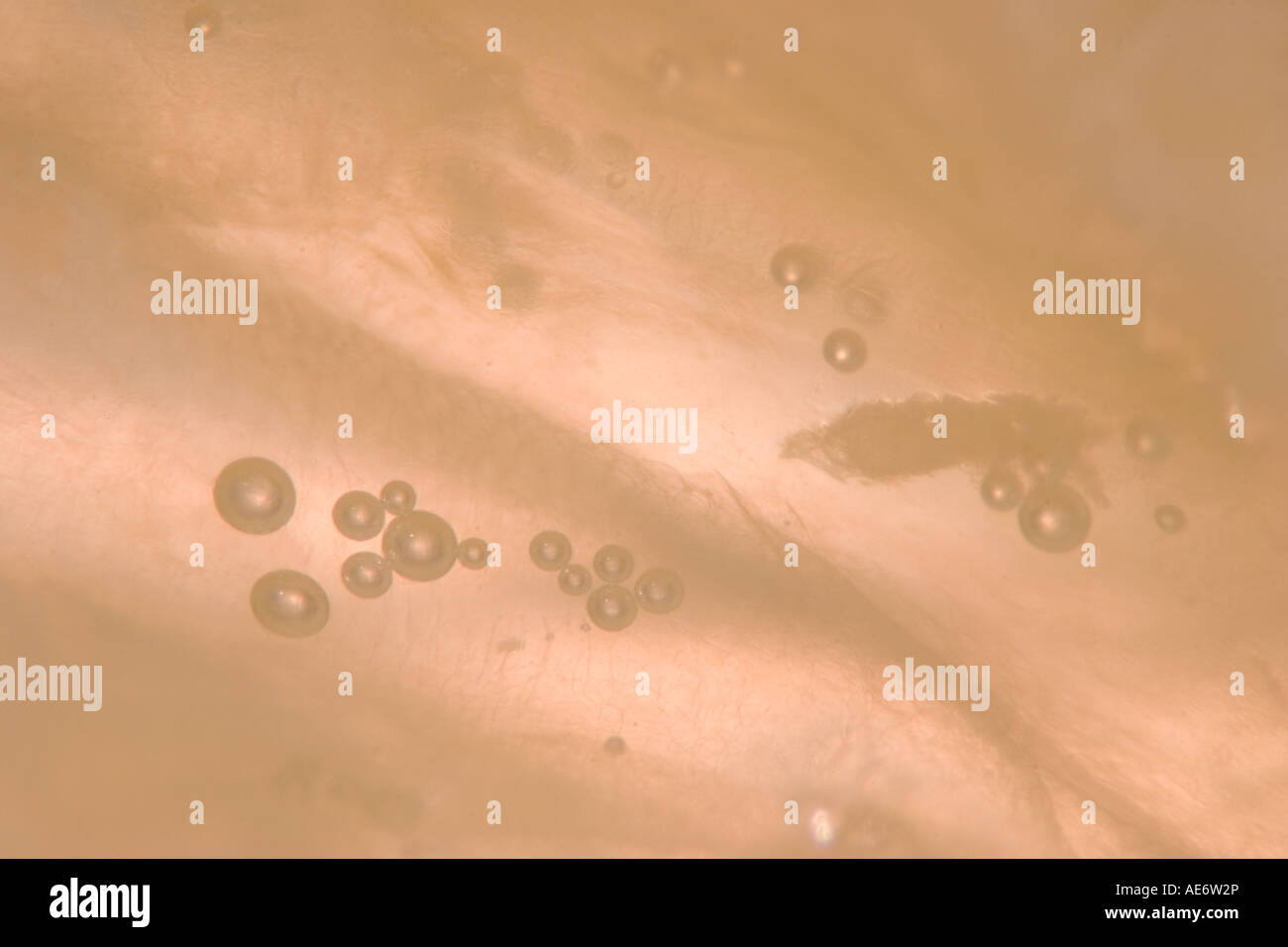 Fluid Filled Vesicle in Lemon Slice at 60x Magnification Stock Photo ...