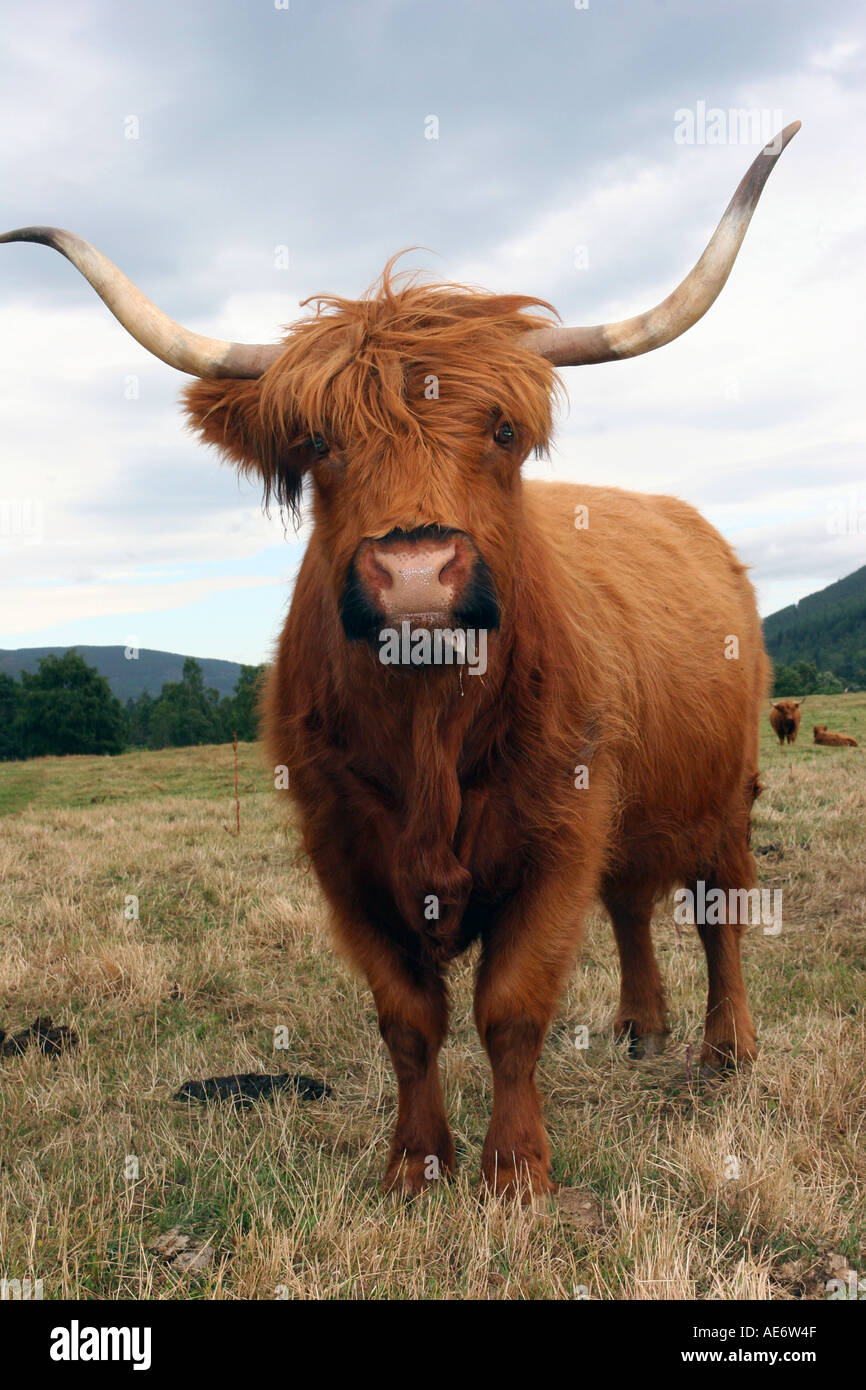 Scottish Cow Breeds