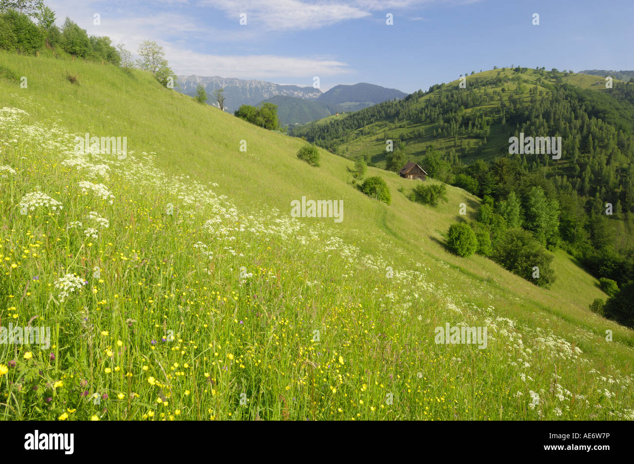 Transylvanian Alps, near Bran, Transylvania, Romania Stock Photo - Alamy