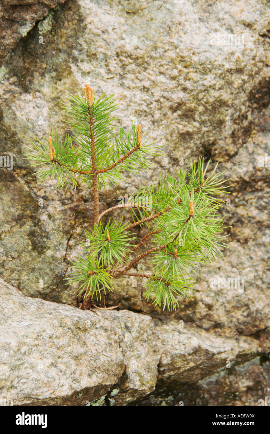 Pine tree seedling Stock Photo - Alamy