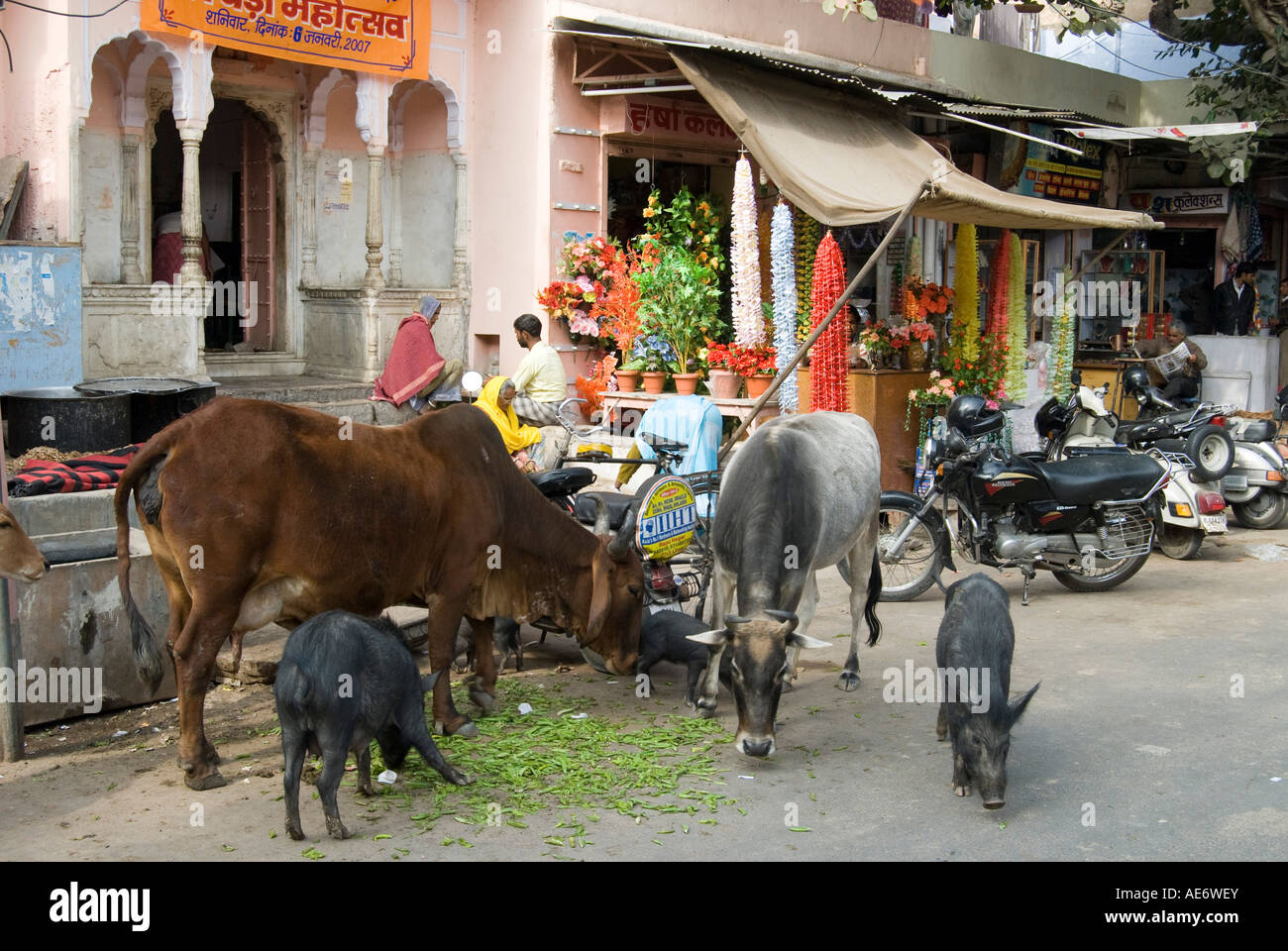 All over India animals can be seen walking around in the streets ...