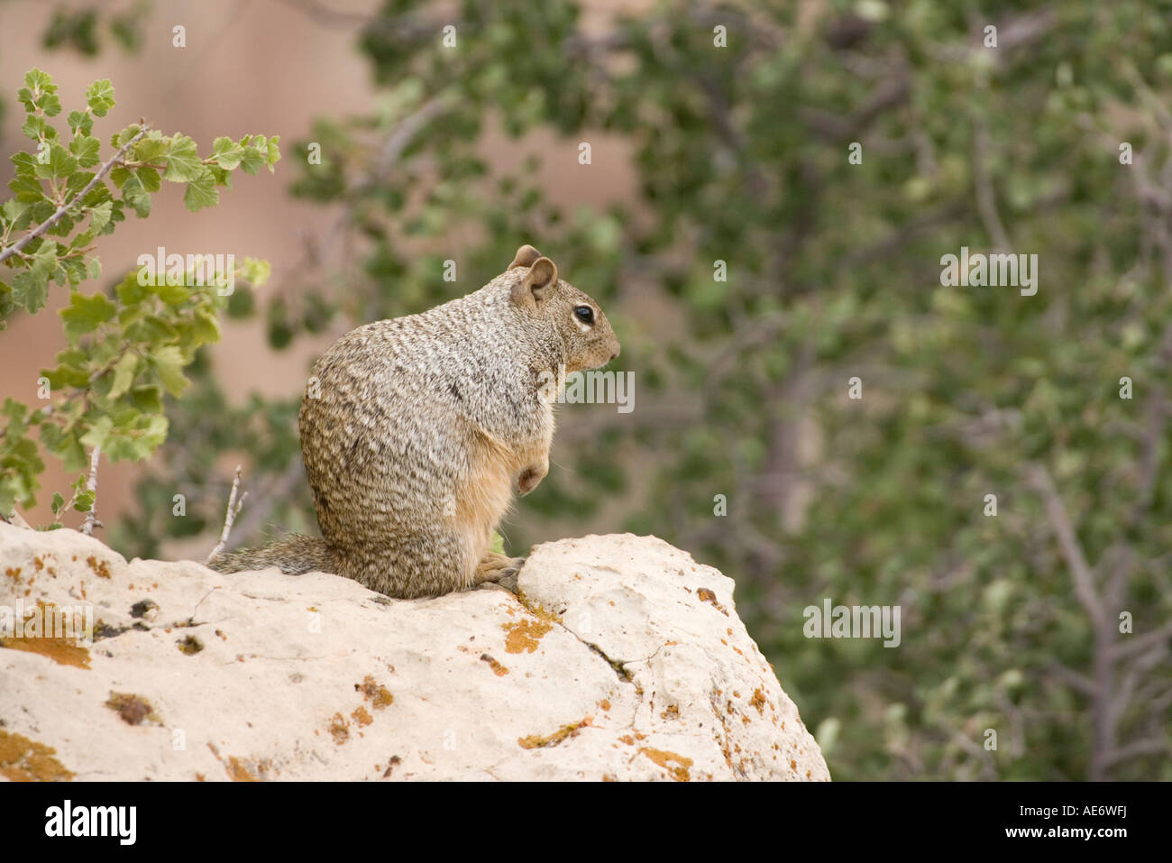 Rock Squirrel Spermophilus variegatus Grand Canyon National Park ...