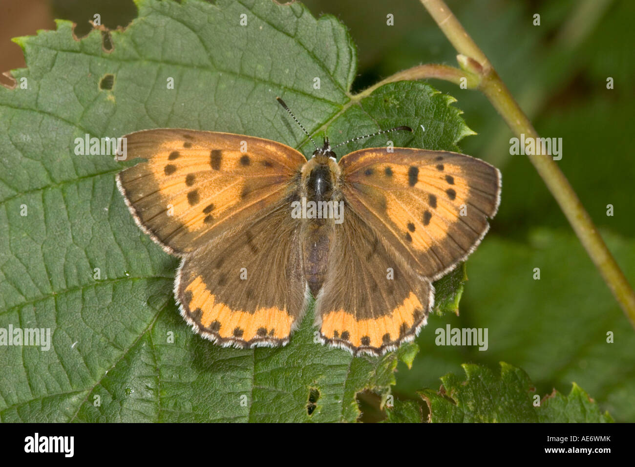 Bronze copper butterfly lycaena hyllus hi-res stock photography and ...