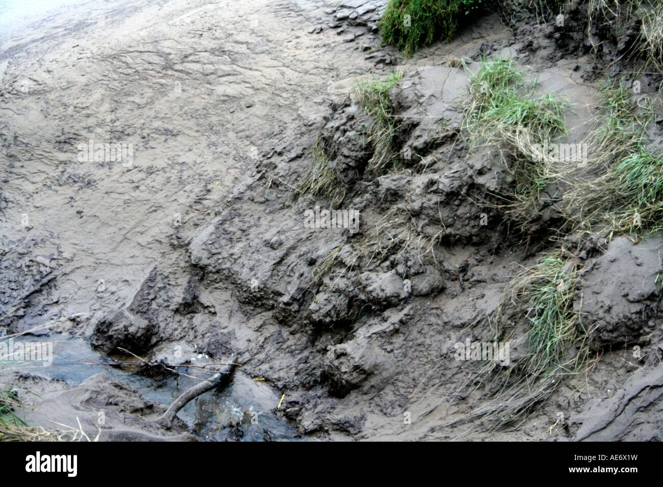 Mud ooze hi-res stock photography and images - Alamy