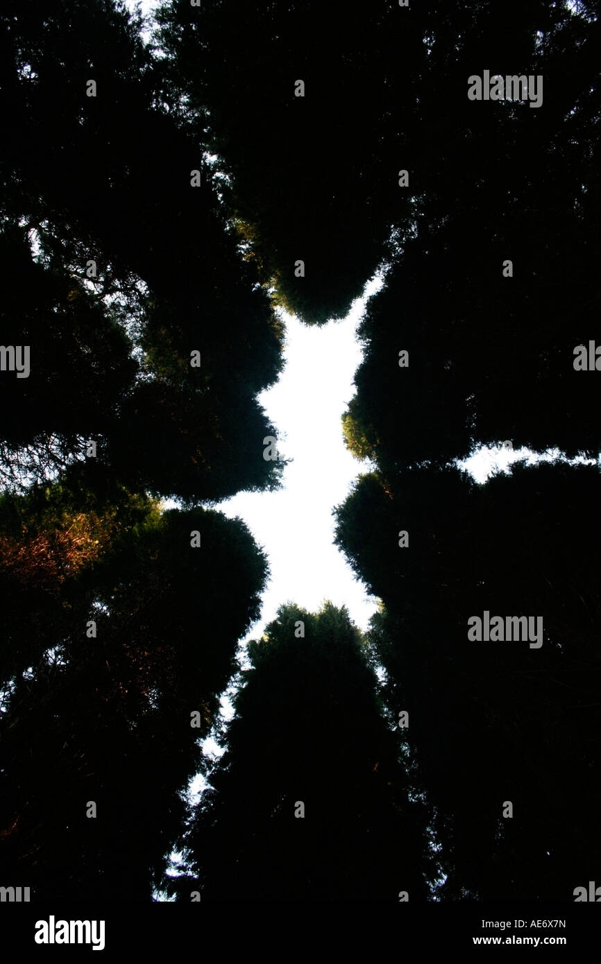 Surrounded by trees Stock Photo - Alamy