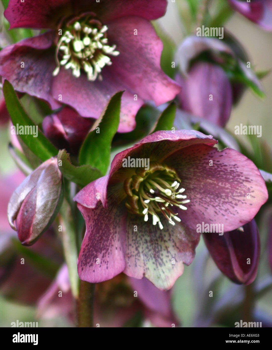 Hellebore Niger High Resolution Stock Photography and Images - Alamy