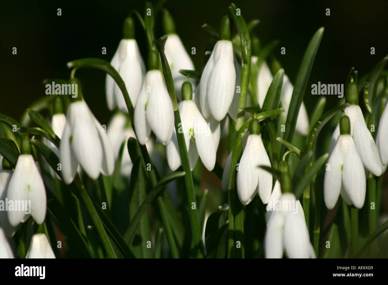 Galanthus winter container hi-res stock photography and images - Alamy